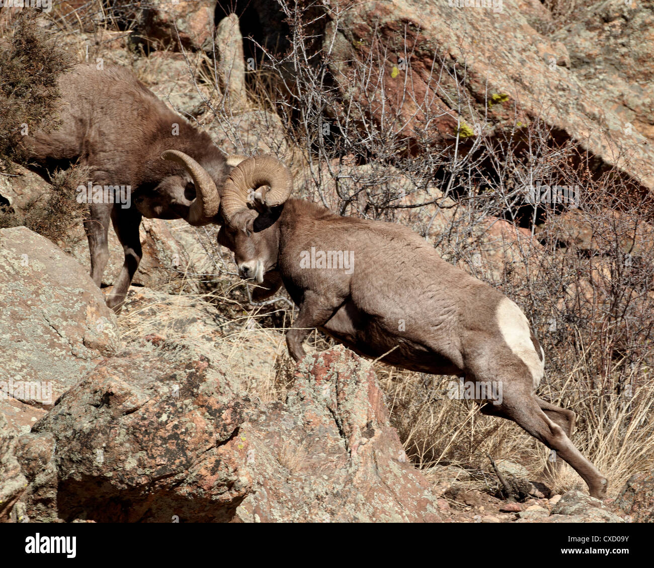 Two bighorn sheep (Ovis canadensis) rams head butting, Clear Creek ...