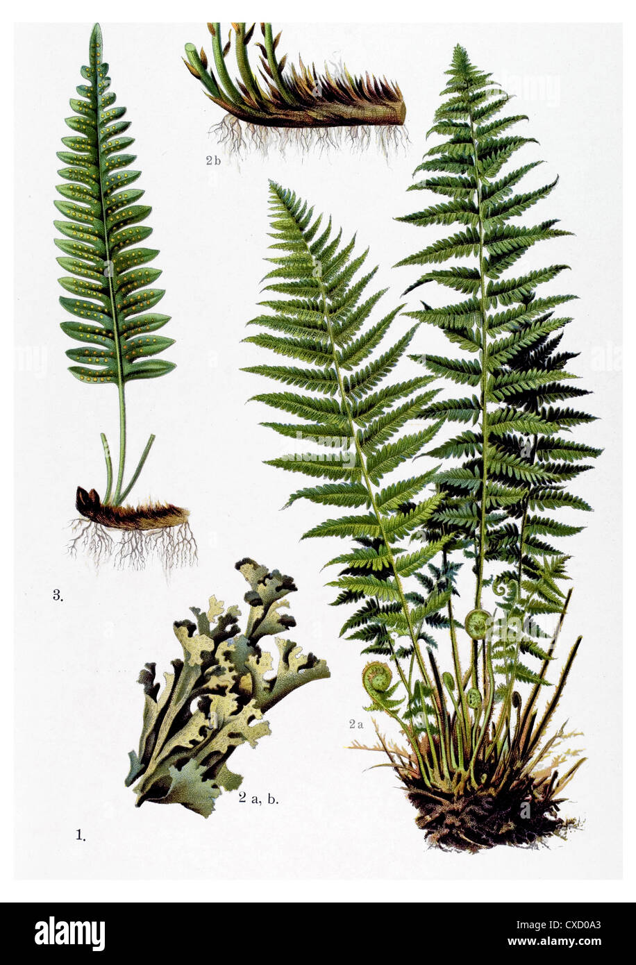 Cetraria islandica acharins hi-res stock photography and images - Alamy