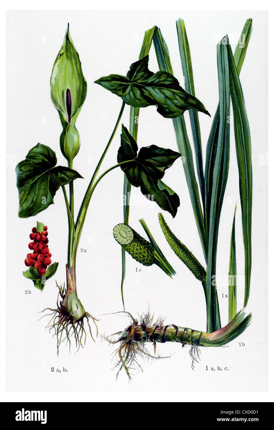 Arum maculatum adder s root hi-res stock photography and images - Alamy