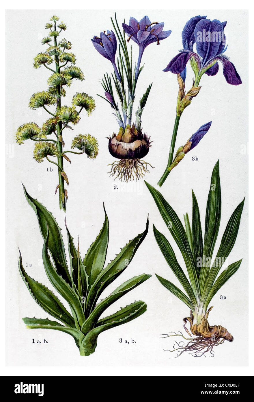 Agave americana agave Cut Out Stock Images & Pictures - Alamy