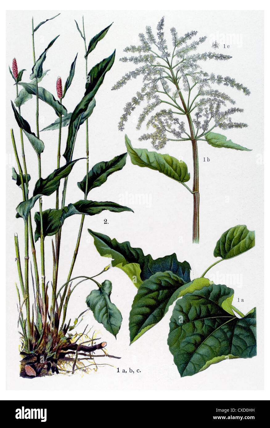 Rheum rhaponticum medicinal plant hi-res stock photography and images ...