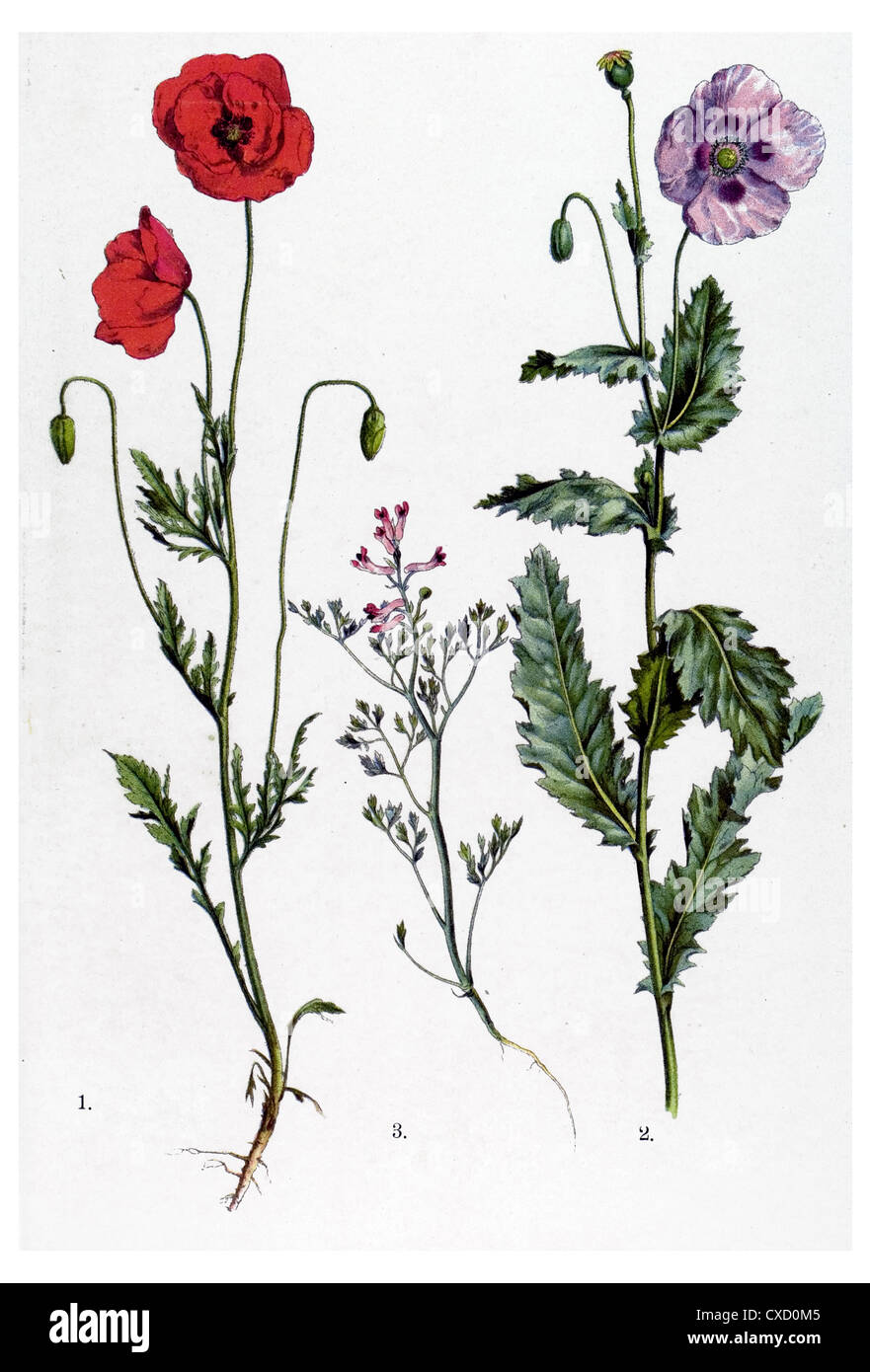 Papaver somniferum opium Cut Out Stock Images & Pictures - Alamy