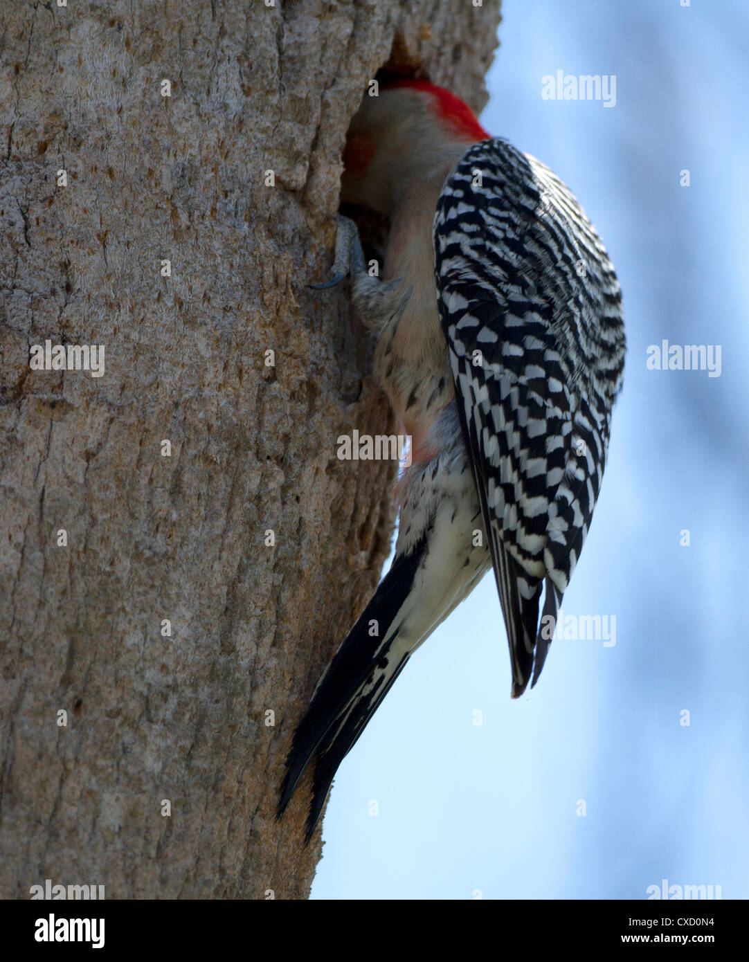 Red bellied woodpecker nest hi-res stock photography and images - Alamy