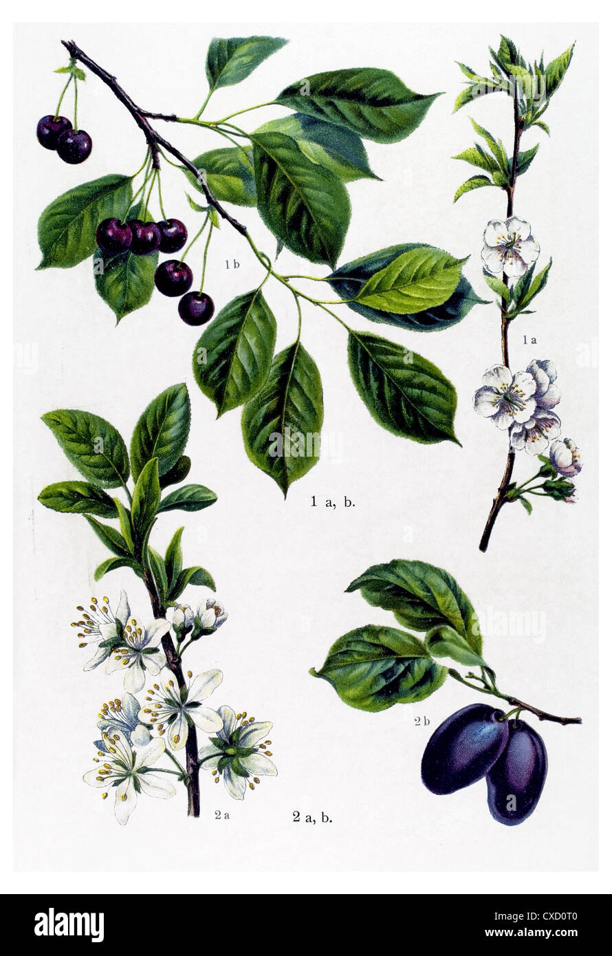 Prunus domestica fruit Cut Out Stock Images & Pictures - Alamy