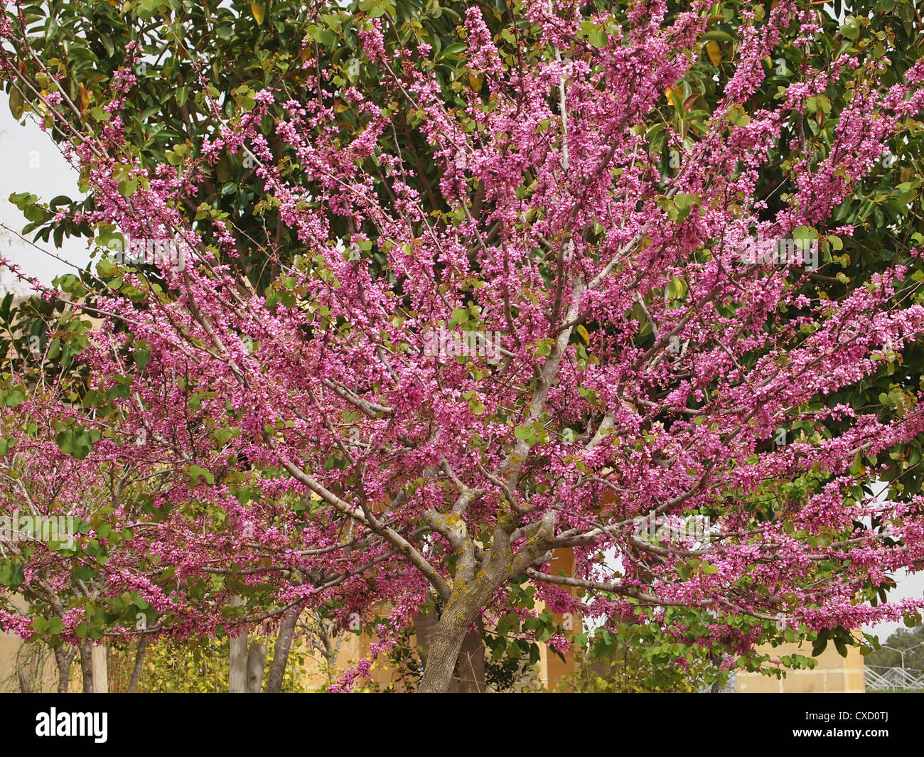 A close up of a blooming cherry tree Stock Photo - Alamy