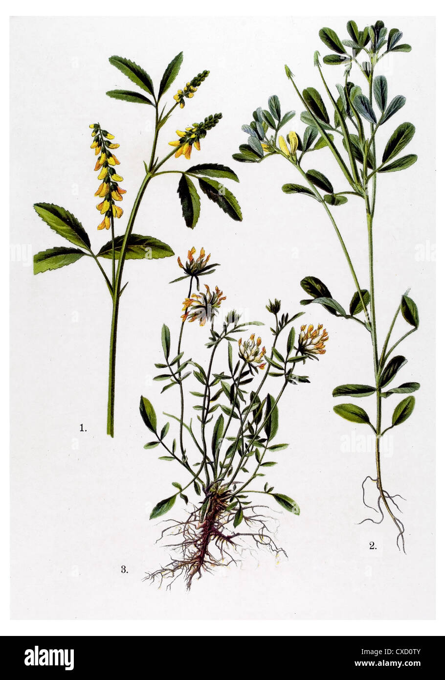 Melilotus melilotus officinalis Cut Out Stock Images & Pictures - Alamy