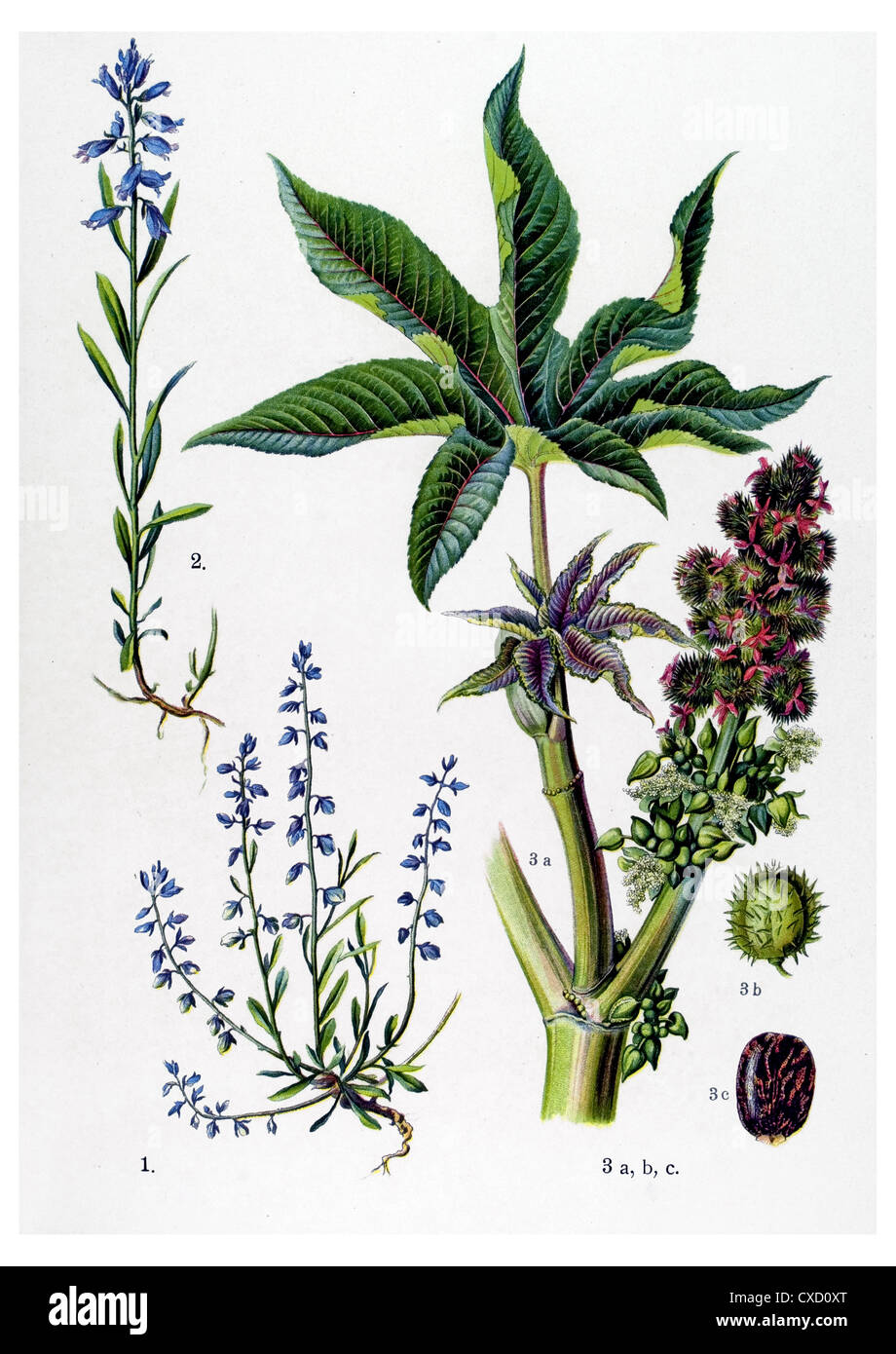 Polygala communis hi-res stock photography and images - Alamy