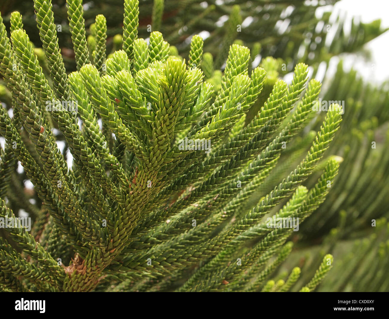 A close up of spruce Stock Photo - Alamy