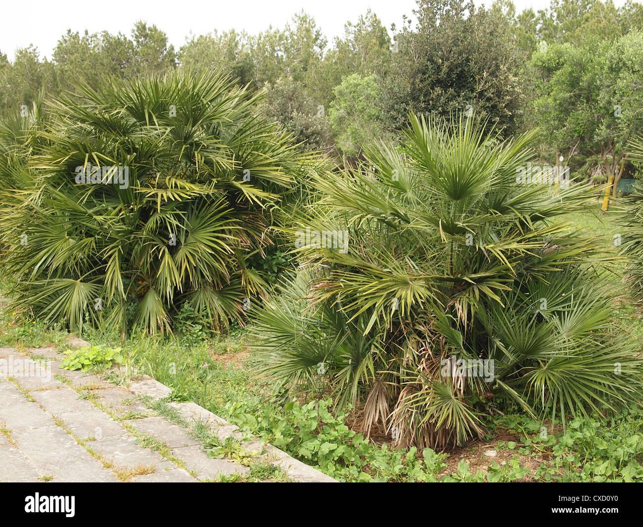 Mighty palm trees Stock Photo - Alamy Mighty palm trees Stock Photo - Alamy