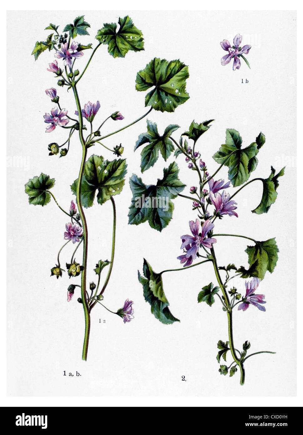 Malva image hi-res stock photography and images - Alamy