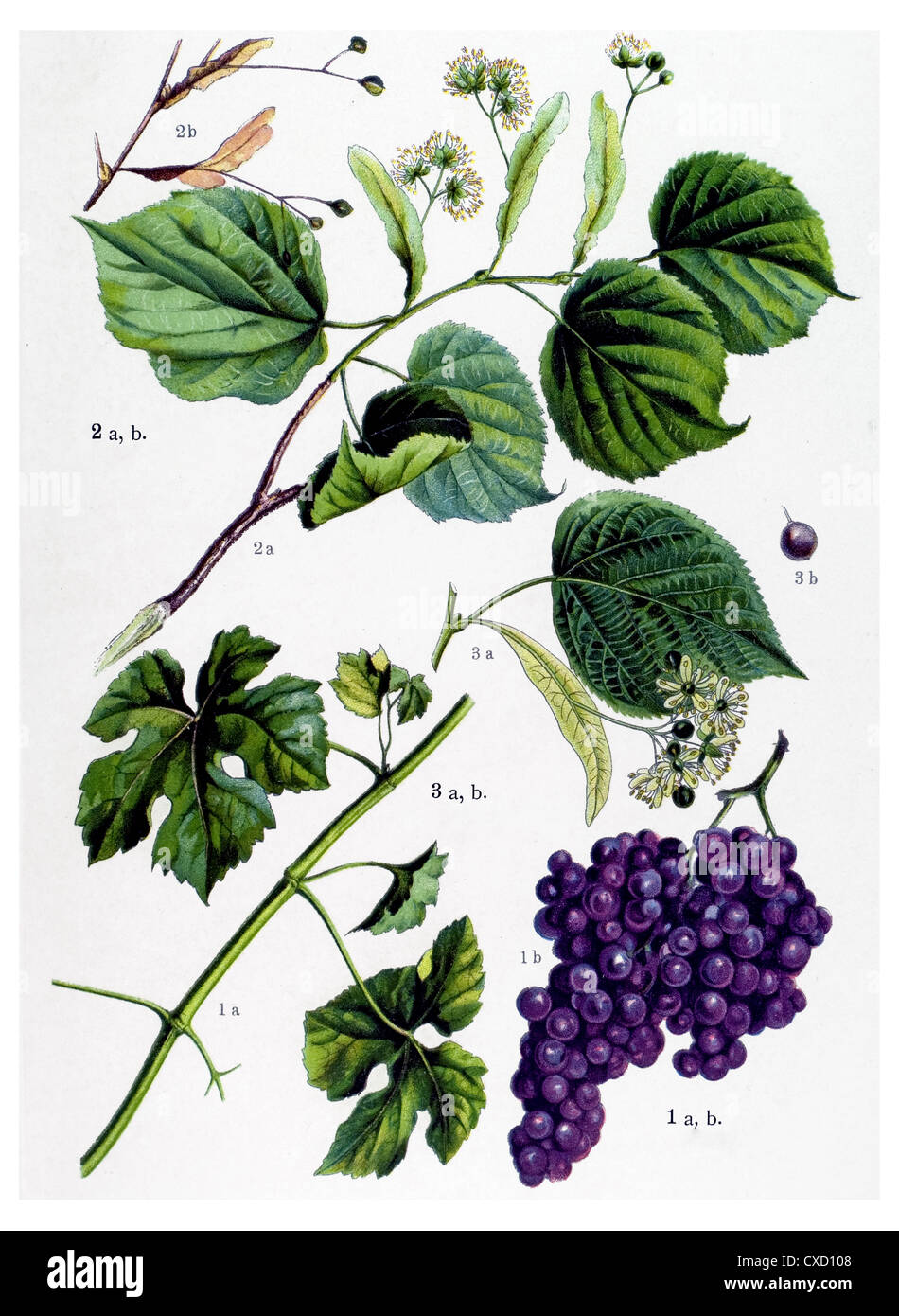 M vitis vinifera hi-res stock photography and images - Alamy