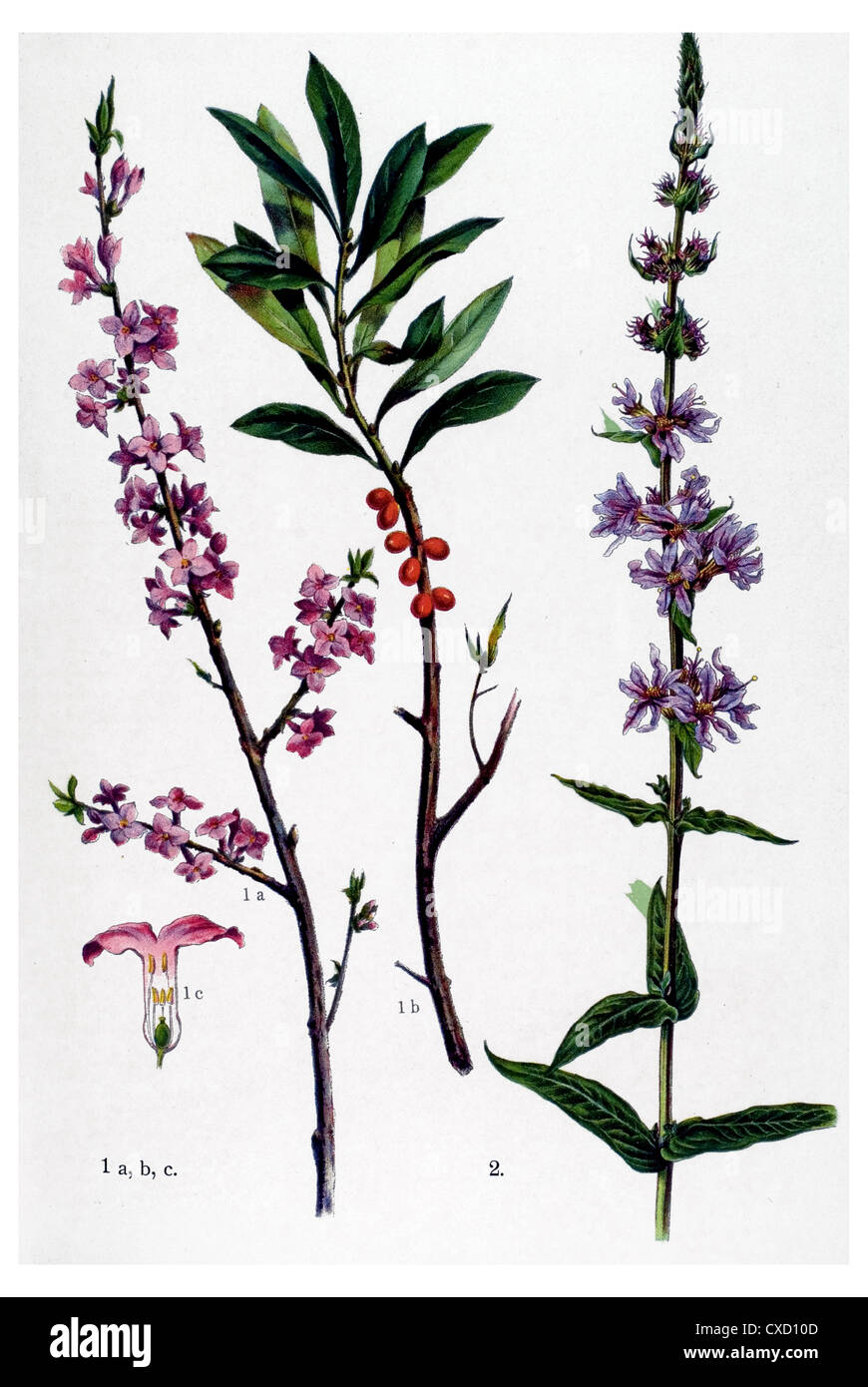 Daphne plant Cut Out Stock Images & Pictures - Alamy