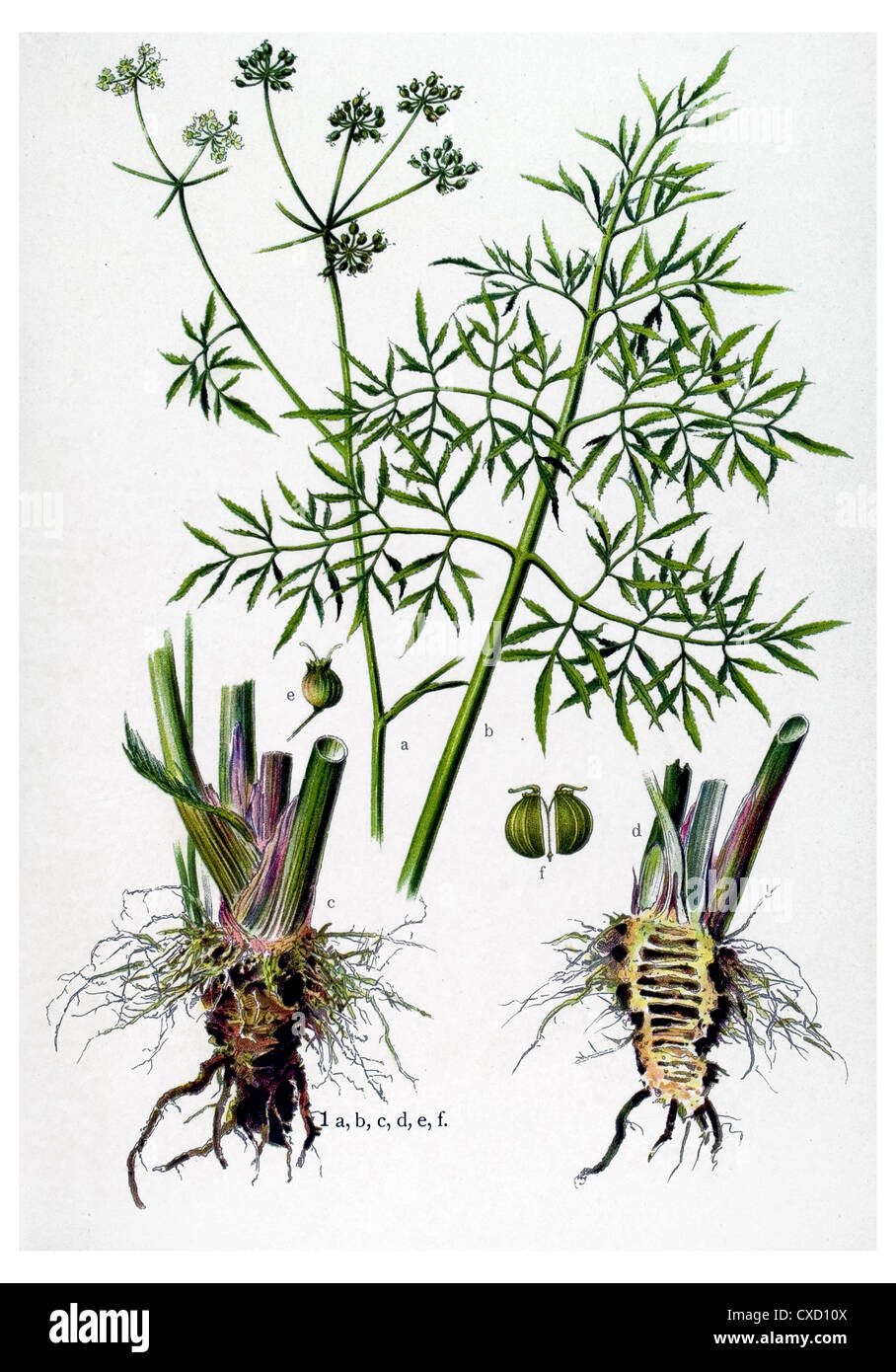 Virosa hi-res stock photography and images - Alamy