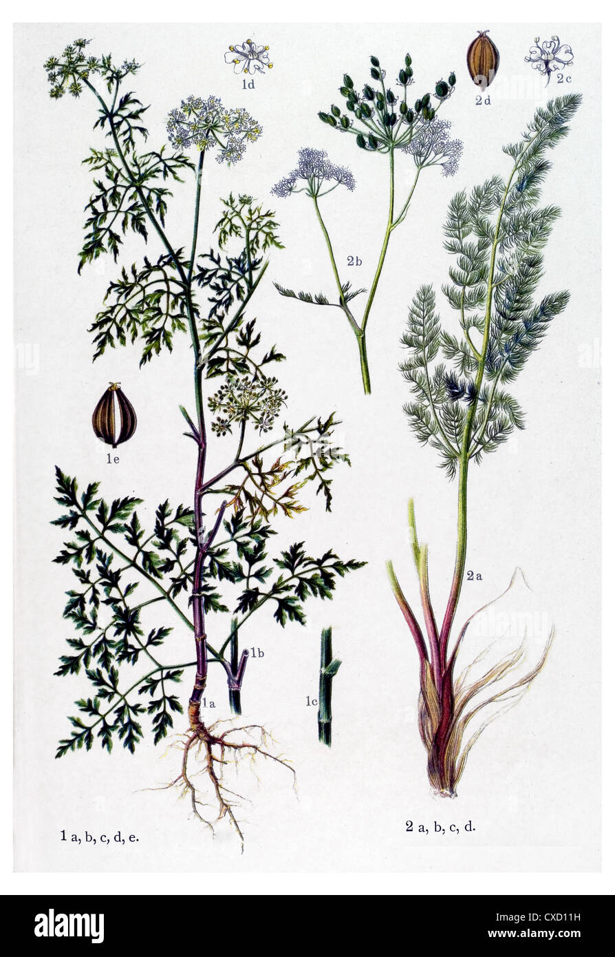 Plants aethusa hi-res stock photography and images - Alamy