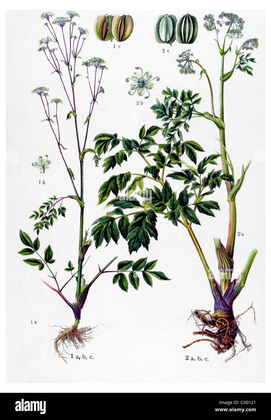 Angelica officinalis hi-res stock photography and images - Alamy