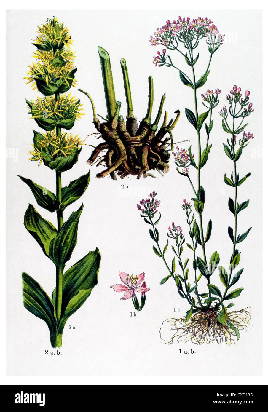 Centaurium erythrea hi-res stock photography and images - Alamy