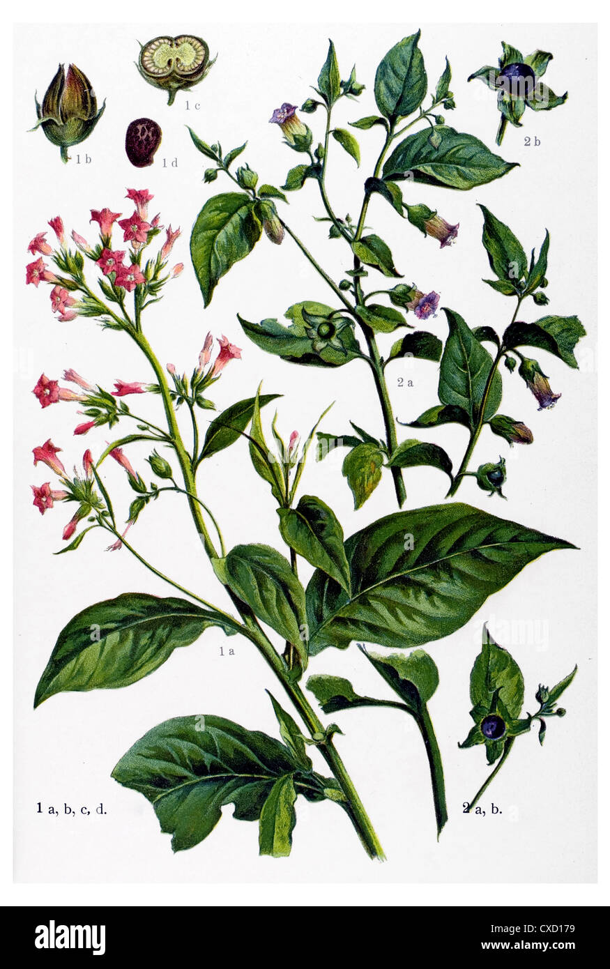 Tabacum hi-res stock photography and images - Alamy