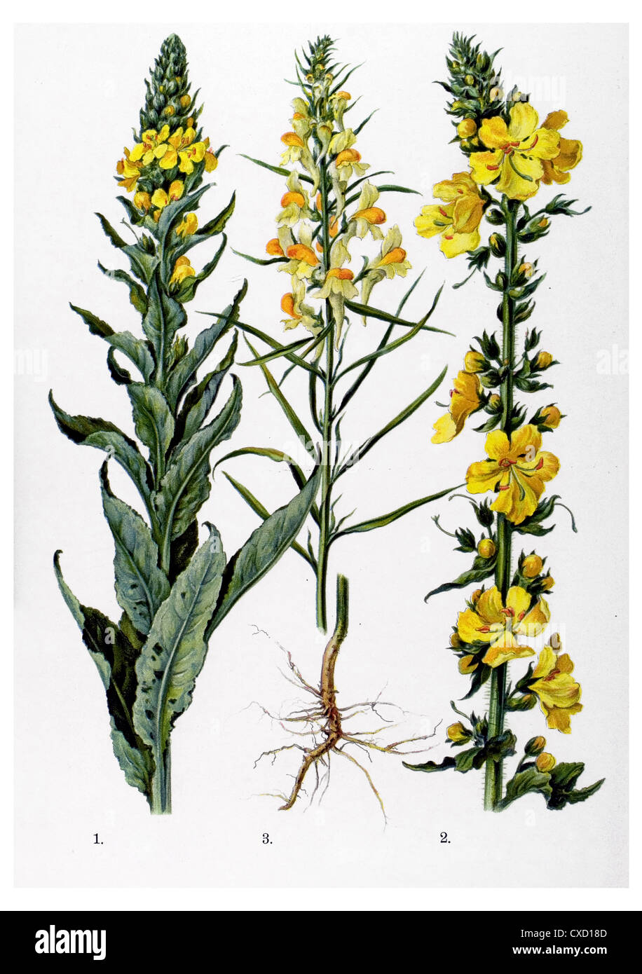 Verbascum linaria hi-res stock photography and images - Alamy