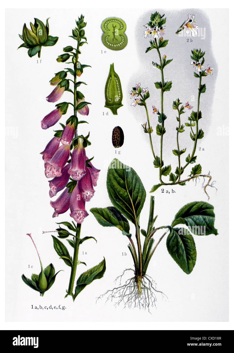 Digitalis officinalis Cut Out Stock Images & Pictures - Alamy