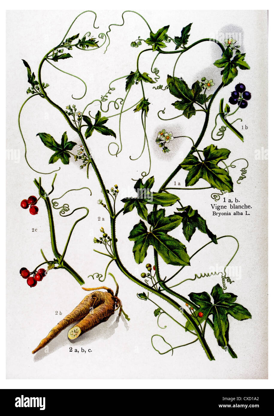Bryony bryonia alba hi-res stock photography and images - Alamy