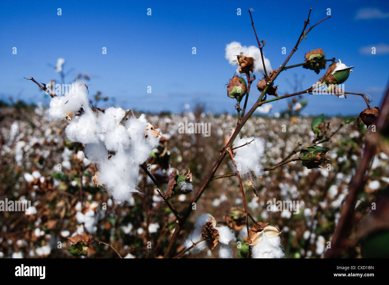 Cotton is a soft, fluffy staple fiber that grows in a boll Stock Photo ...