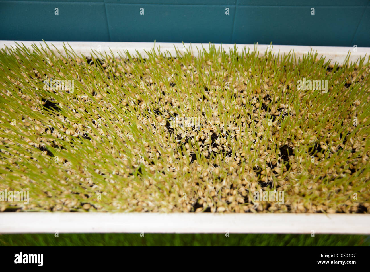 Wheat germ hi-res stock photography and images - Alamy