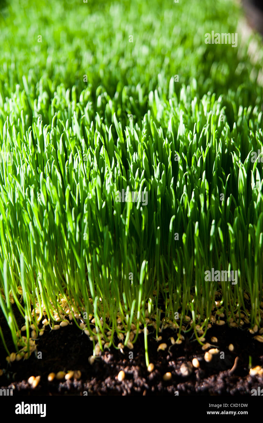 Wheat Germ Sprouting on an organic farm Stock Photo - Alamy
