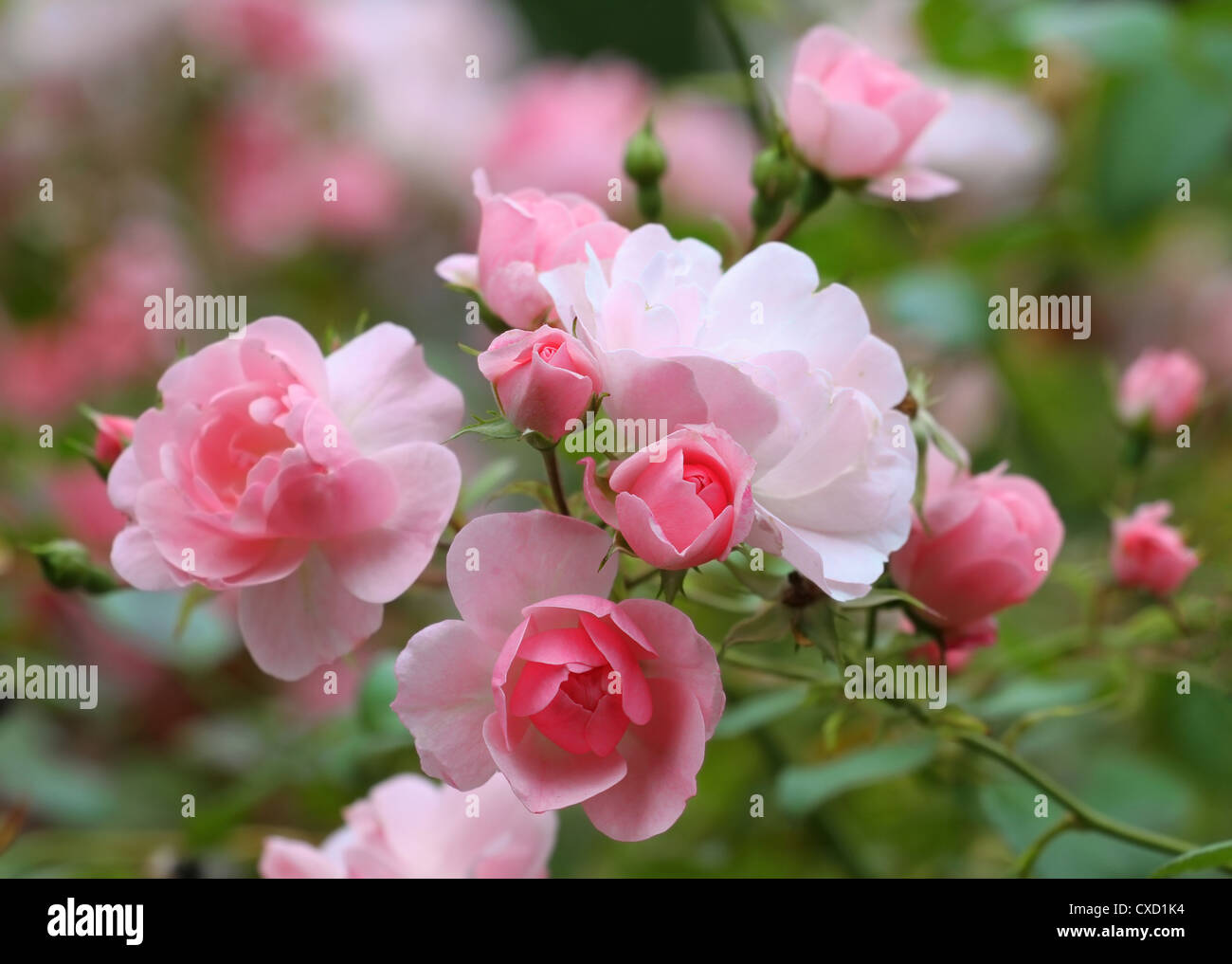 Roses in the garden Stock Photo - Alamy