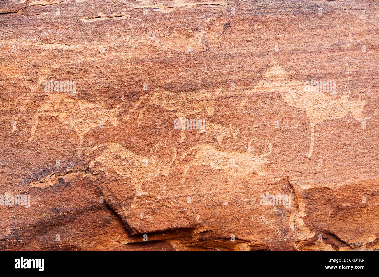 Petroglyphs or rock engravings, Twyfelfontein, UNESCO World Heritage ...