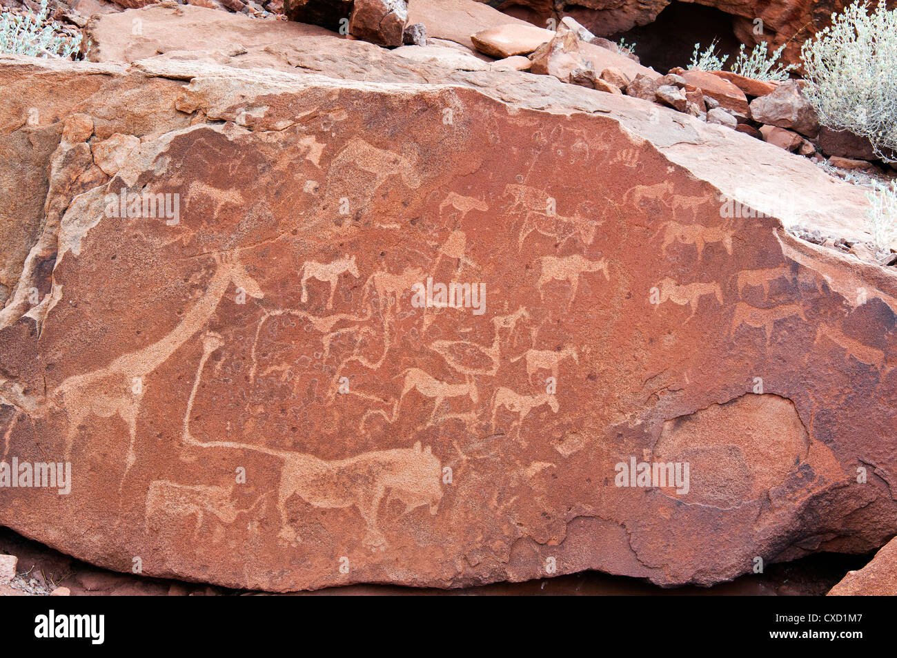 Petroglyphs or rock engravings, Twyfelfontein, UNESCO World Heritage ...