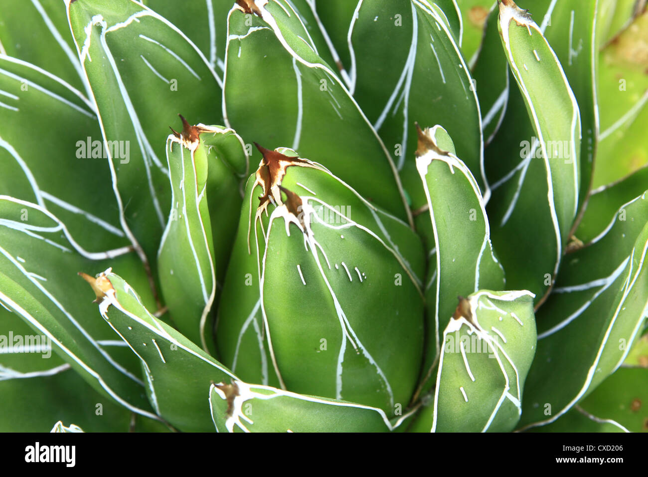 Potted agave hi-res stock photography and images - Alamy