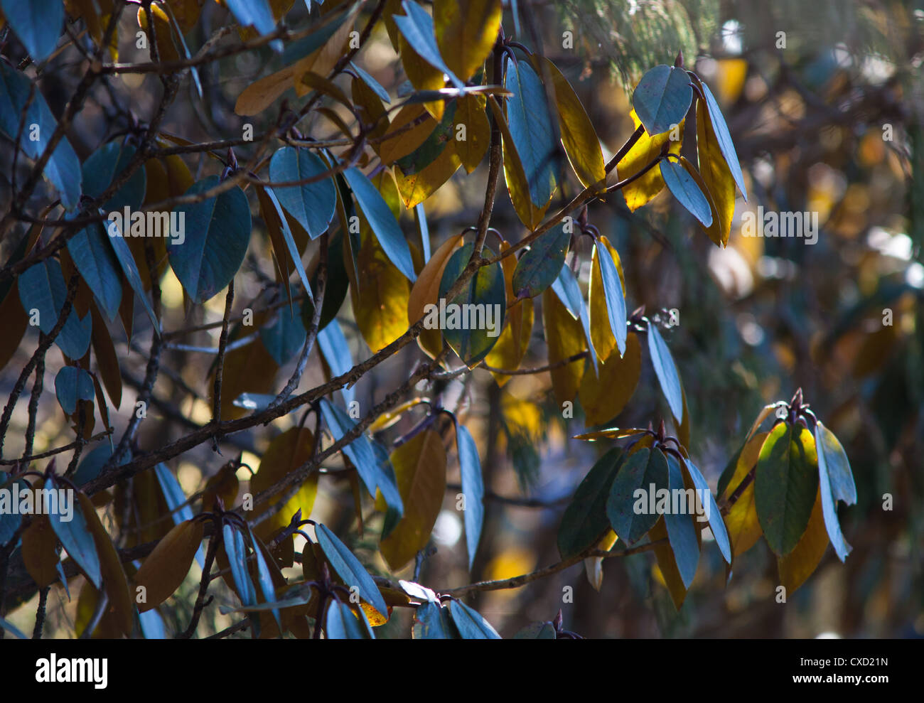 Buds and leaves on a Rhododendron tree, Rhododendron arboreum, Nepal ...