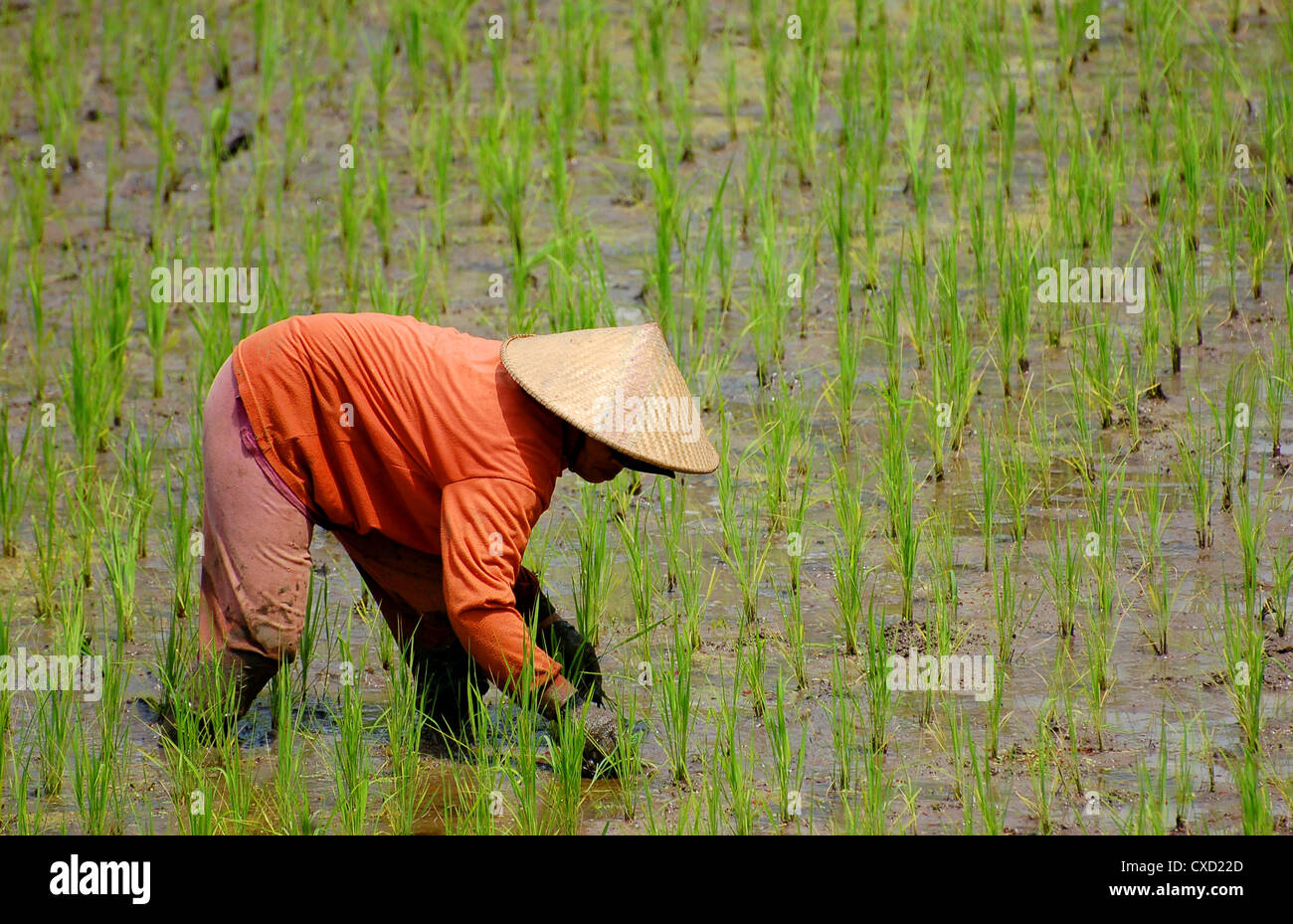 Rice field worker Stock Photo - Alamy