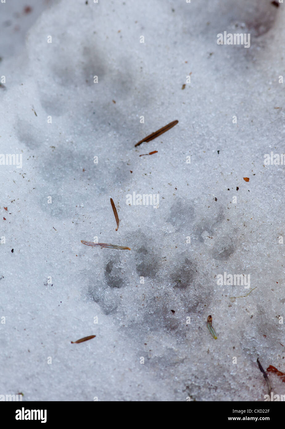 Tracks of a Red Panda, Ailurus fulgens, in the snow, near Mangengoth ...
