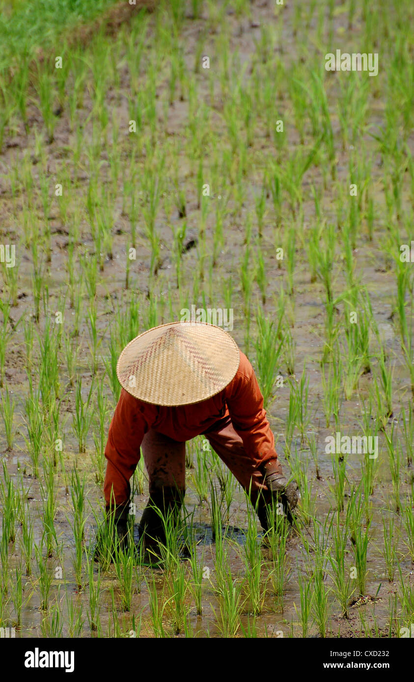 Planting rice ubud bali hi-res stock photography and images - Alamy