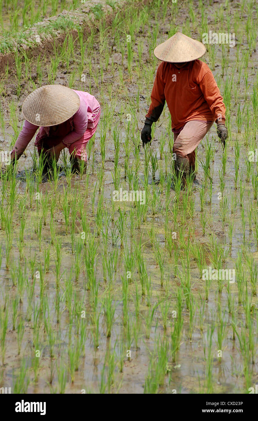 Rice field workers Stock Photo - Alamy