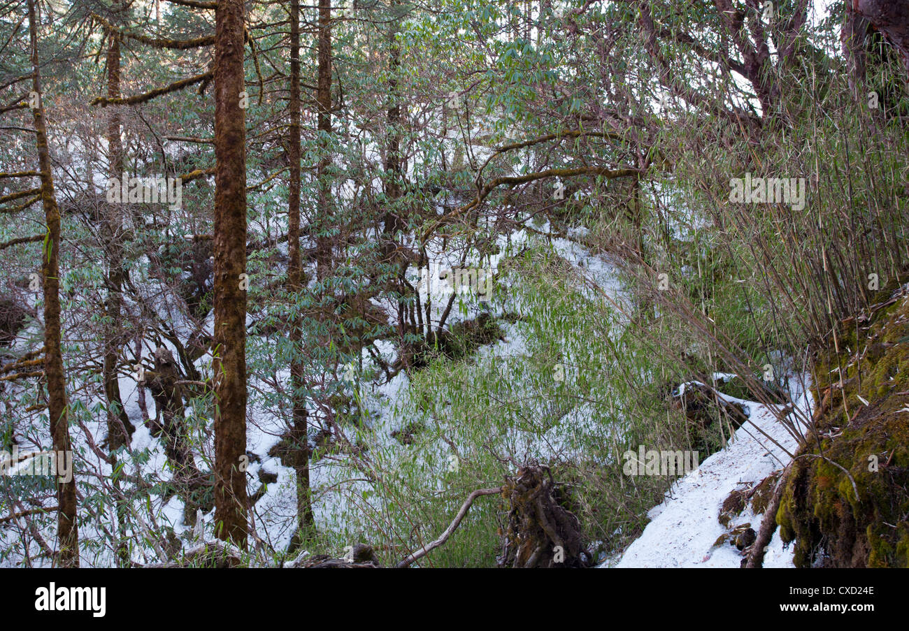 Alpine hillside with bamboo and pine trees in the snow, near Mangengoth ...