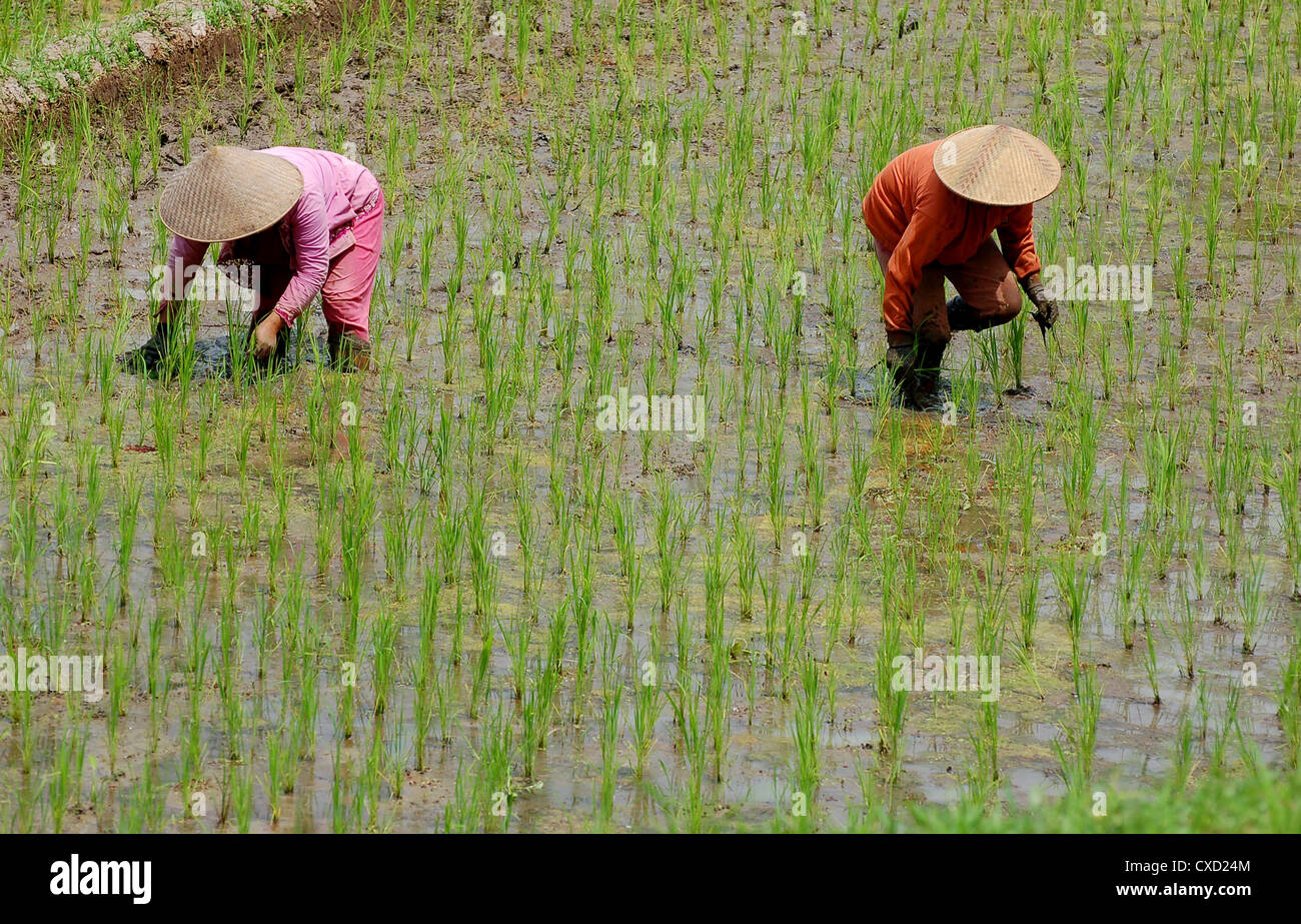 Rice Field Worker