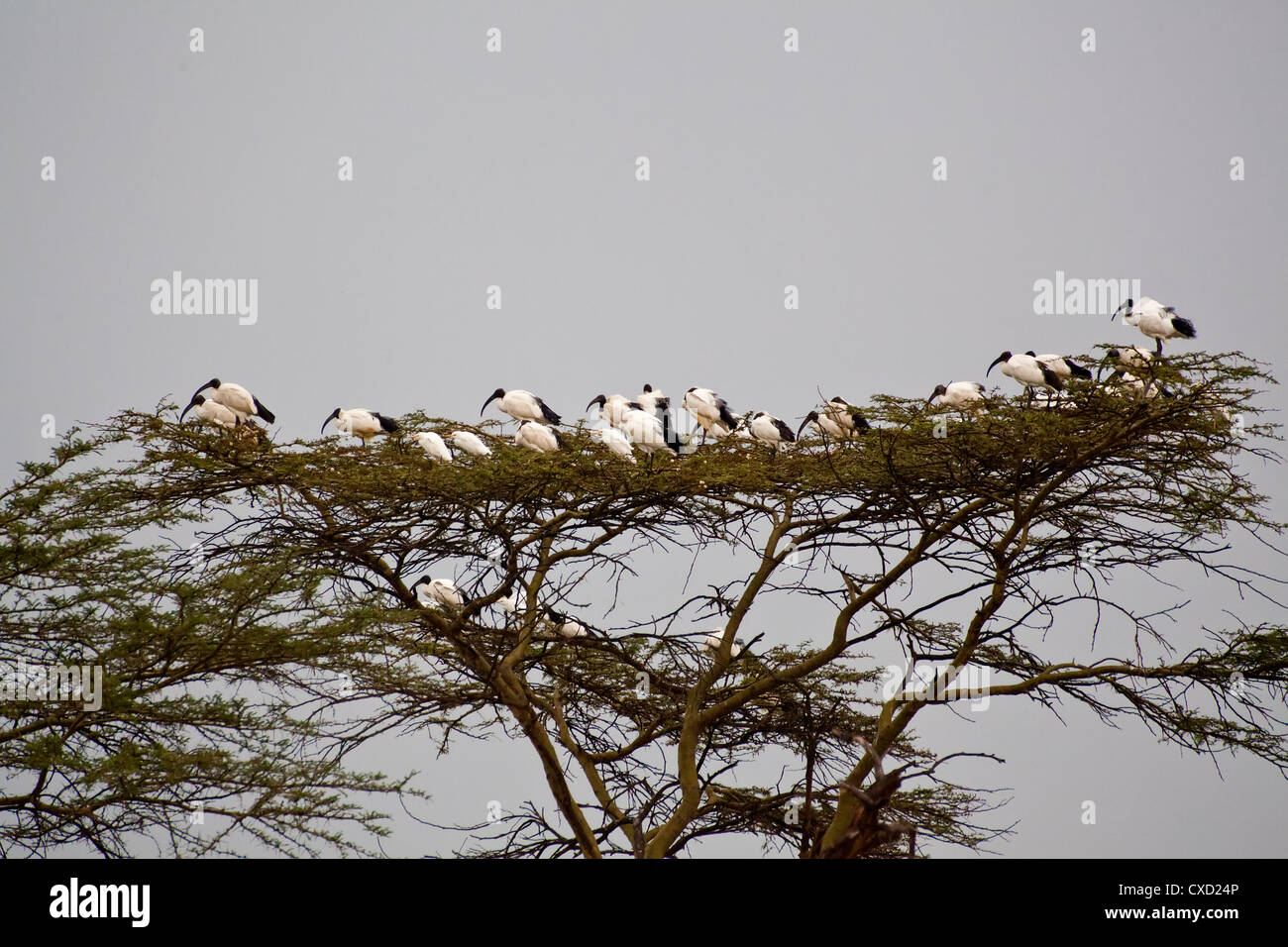 acacia with tropical birds Stock Photo - Alamy