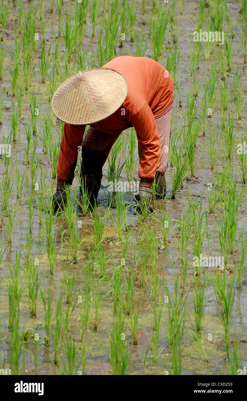 Rice field worker Stock Photo - Alamy