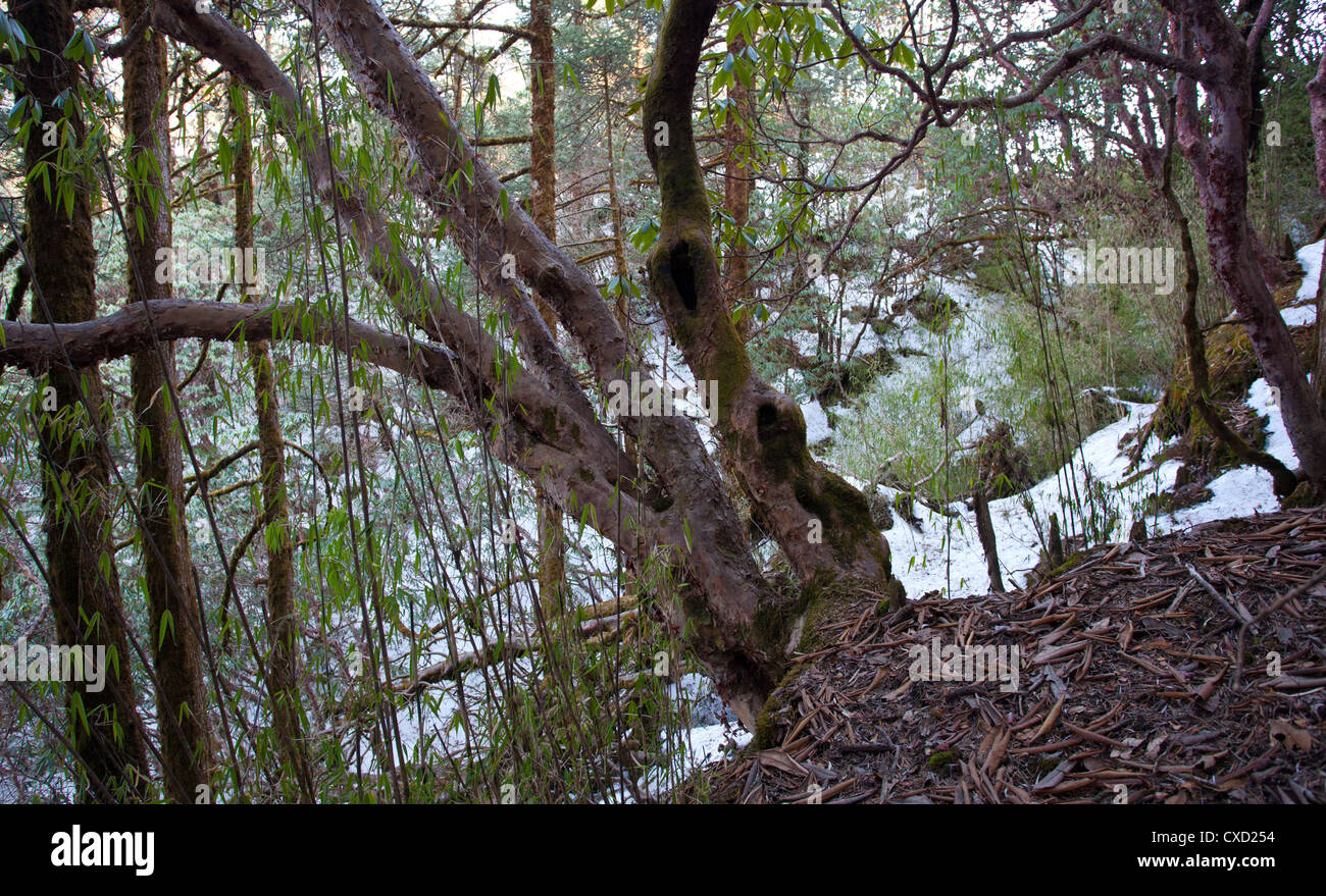 Alpine hillside with bamboo, pine trees and a Rhododendron tree in the ...
