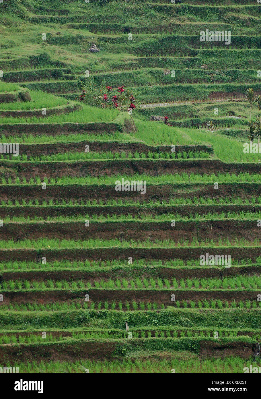 Smoke in the rice field hi-res stock photography and images - Alamy