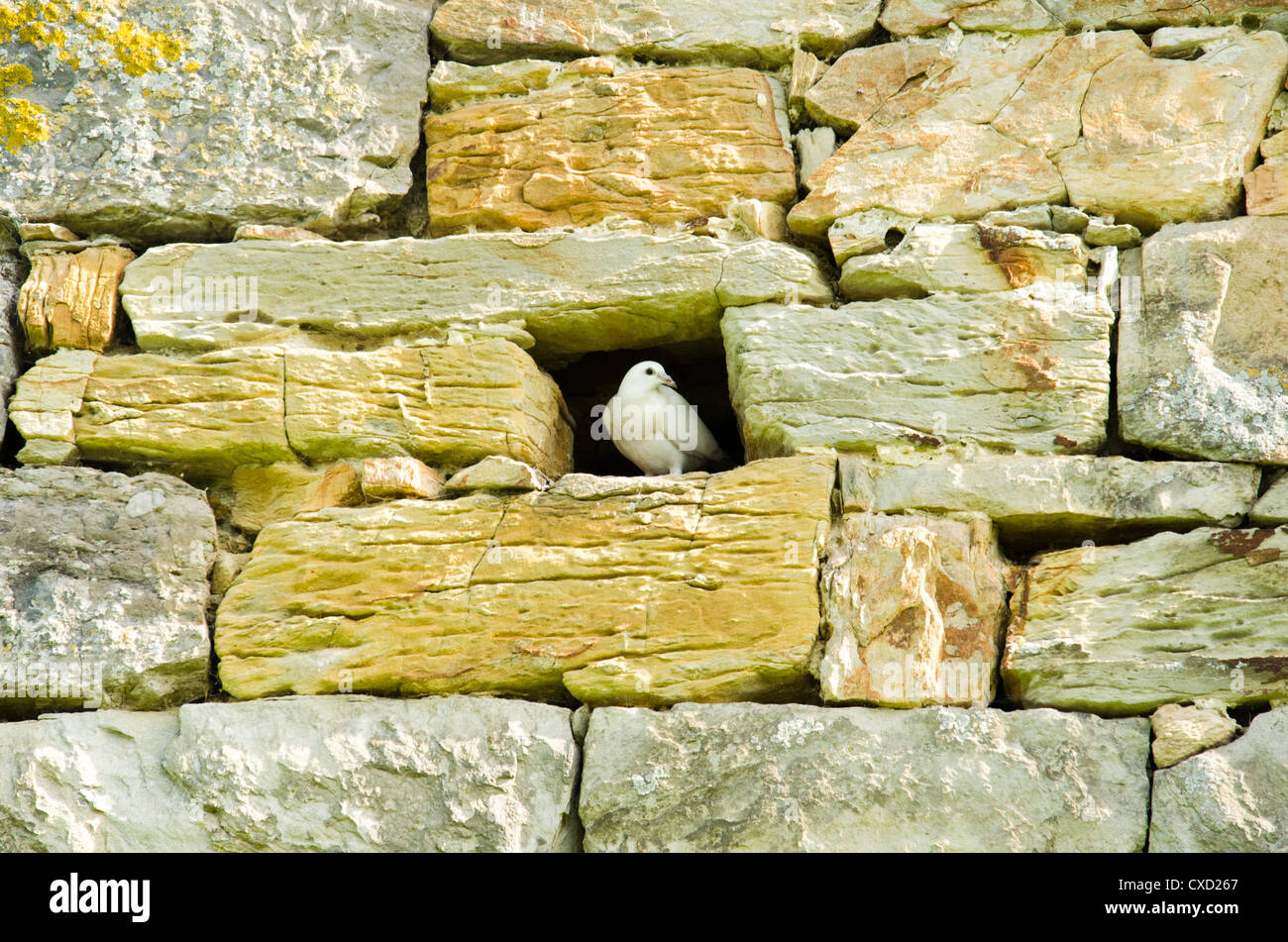 Dove tower hi-res stock photography and images - Alamy