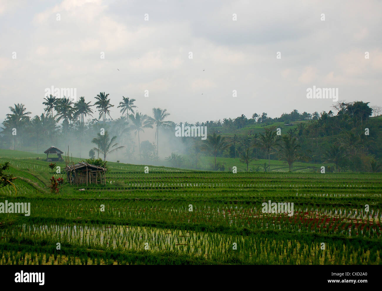 Rice field in Bali Ubud Stock Photo - Alamy