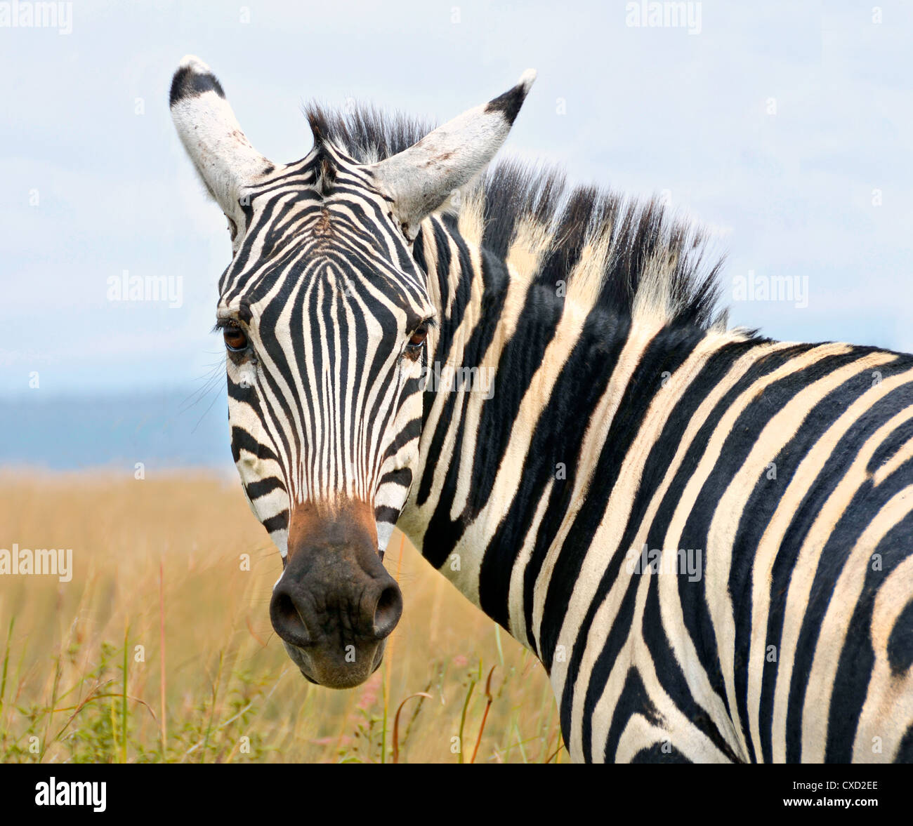 Closeup on beautiful zebra's head looking curiously and standing in ...
