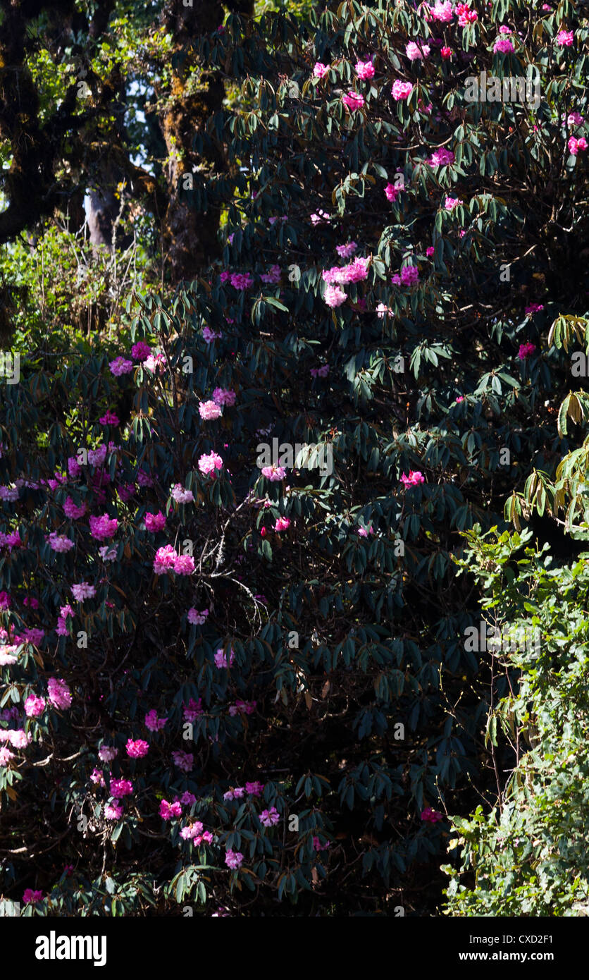 Beautiful pink Rhododendron tree flowering, near Kutumsang, Helambu ...