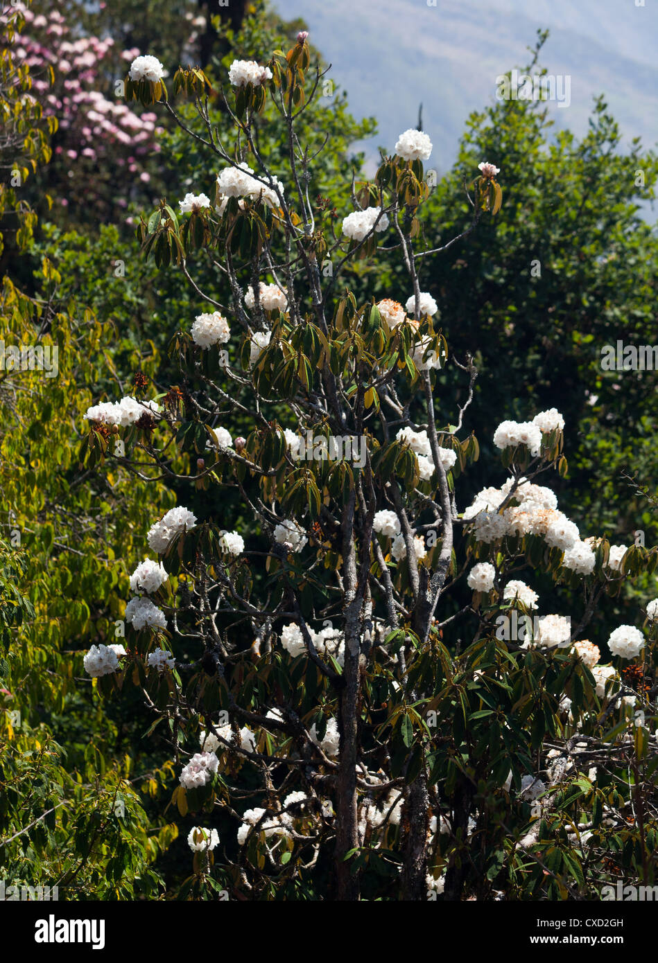 Himalaya Himalayan Tree Blossoms Flowers High Resolution Stock ...