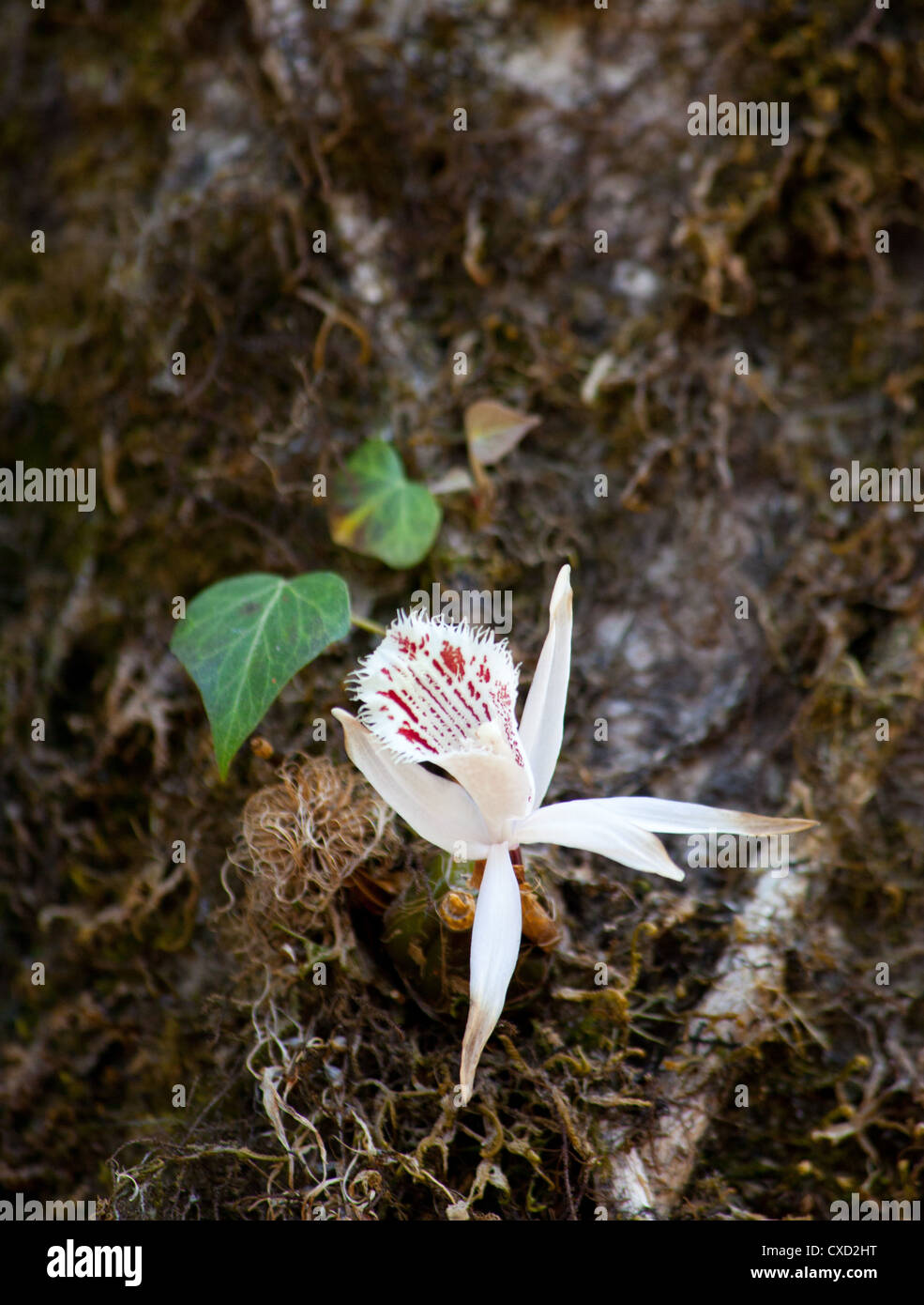 Beauitful white orchid growing on the side of a tree, Nepal Stock Photo ...