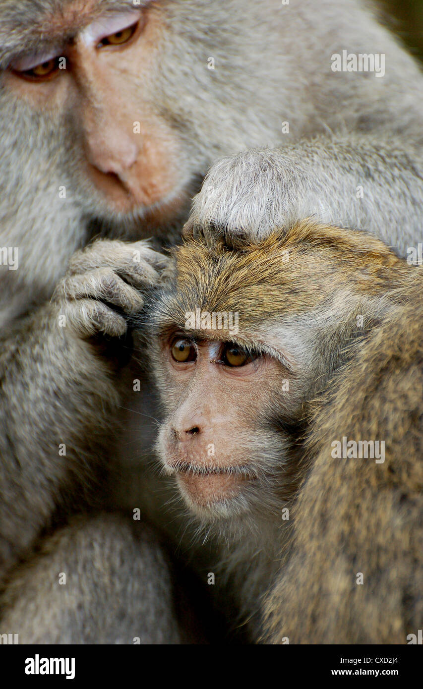 Mothering monkey hi-res stock photography and images - Alamy