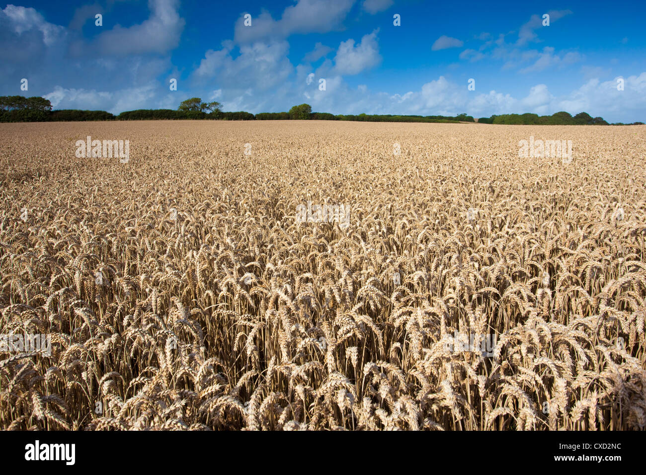 Wheat field, Devon, England, UK Stock Photo - Alamy